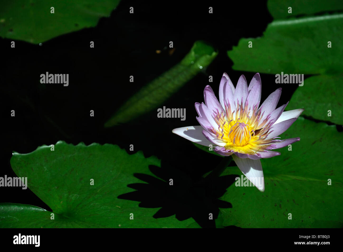 Water lily flower Nymphaea lilac yellow flowers stellate round shape ...
