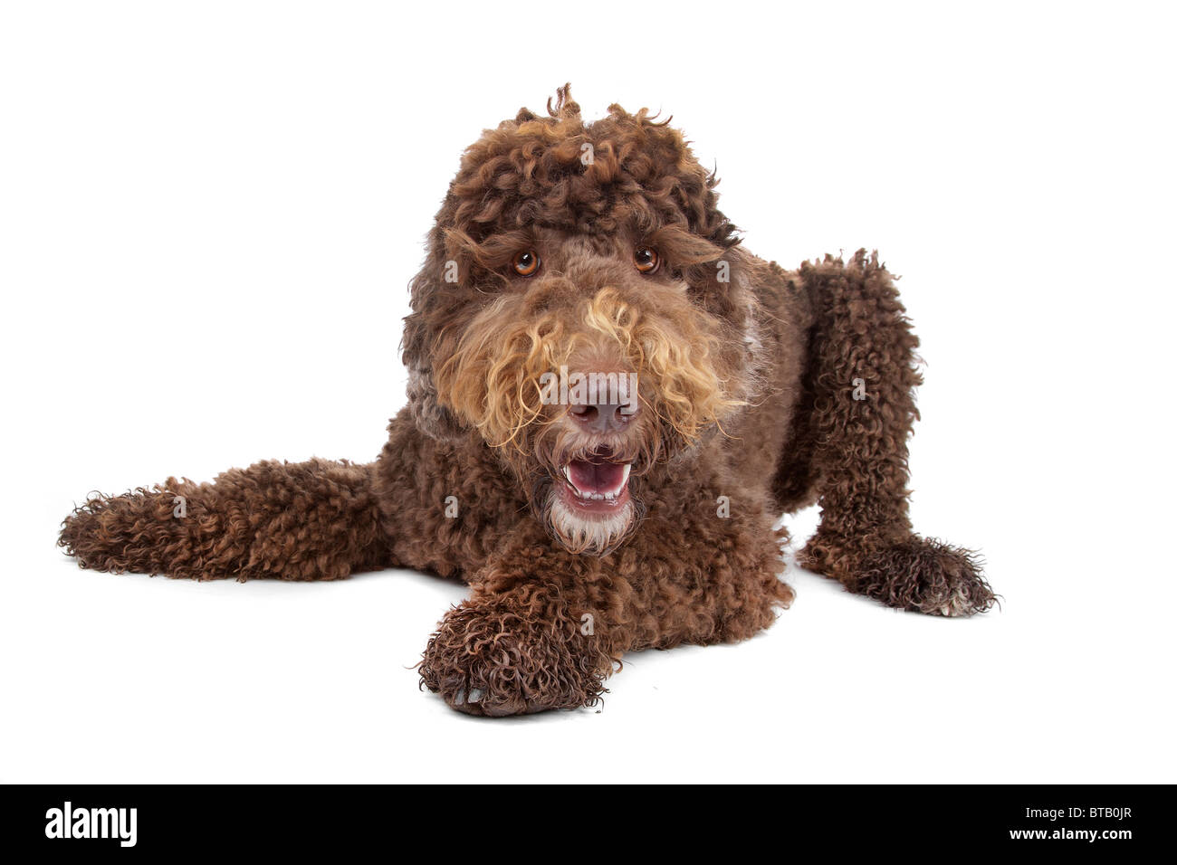 Labrador poodle hi-res stock photography and images - Alamy