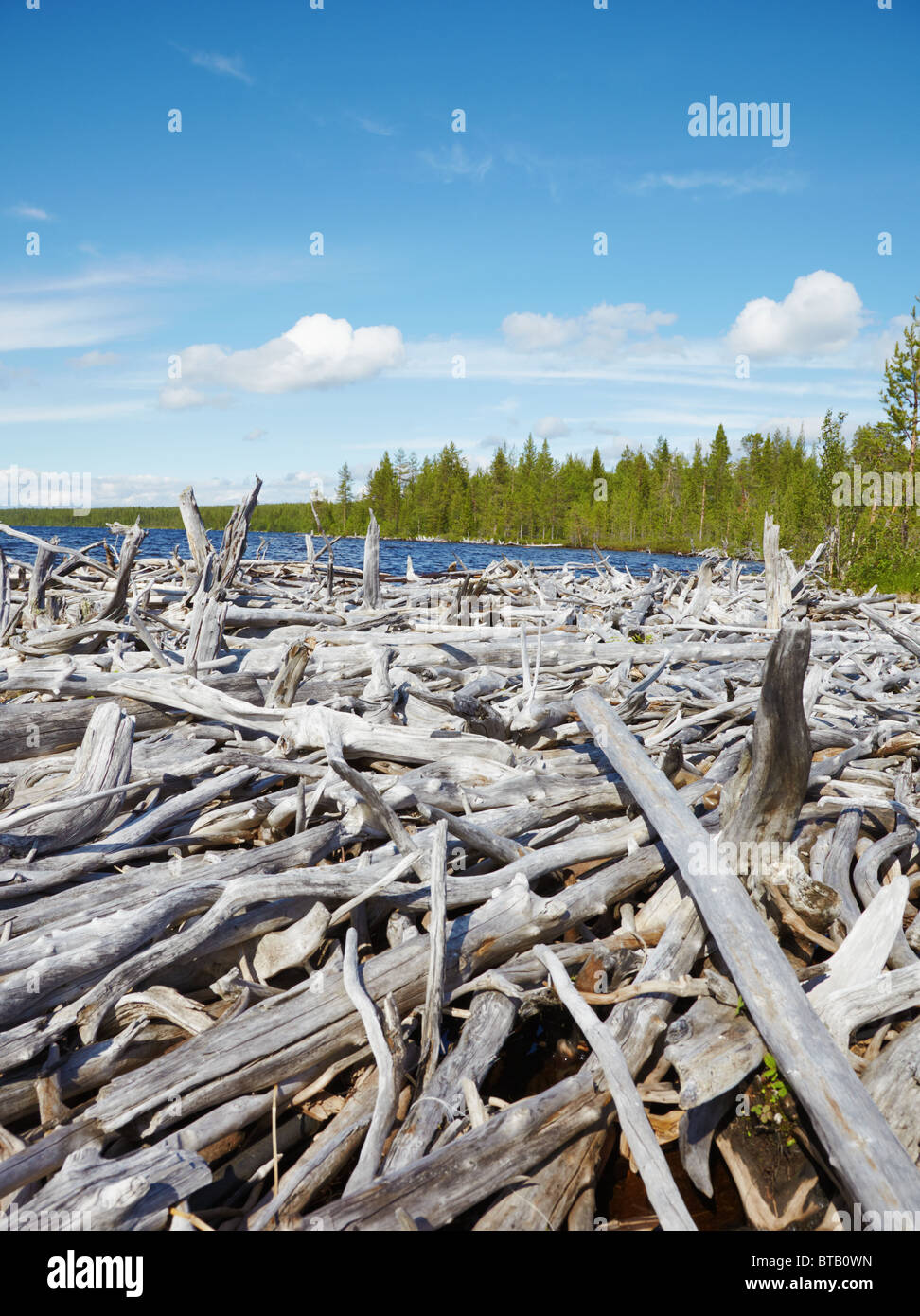 Large accumulation of old dead wood on the shore of Lake Stock Photo ...