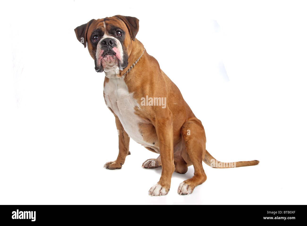 Boxer isolated on white Stock Photo - Alamy