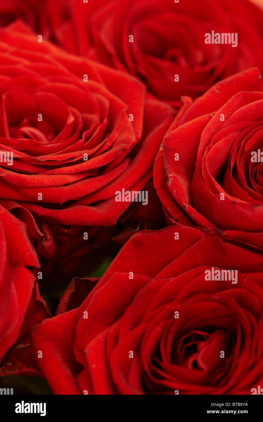 Several large red roses close up - background Stock Photo - Alamy