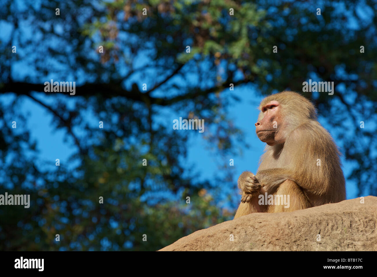 Thinking monkey is sitting on a stone and starring out Stock Photo - Alamy