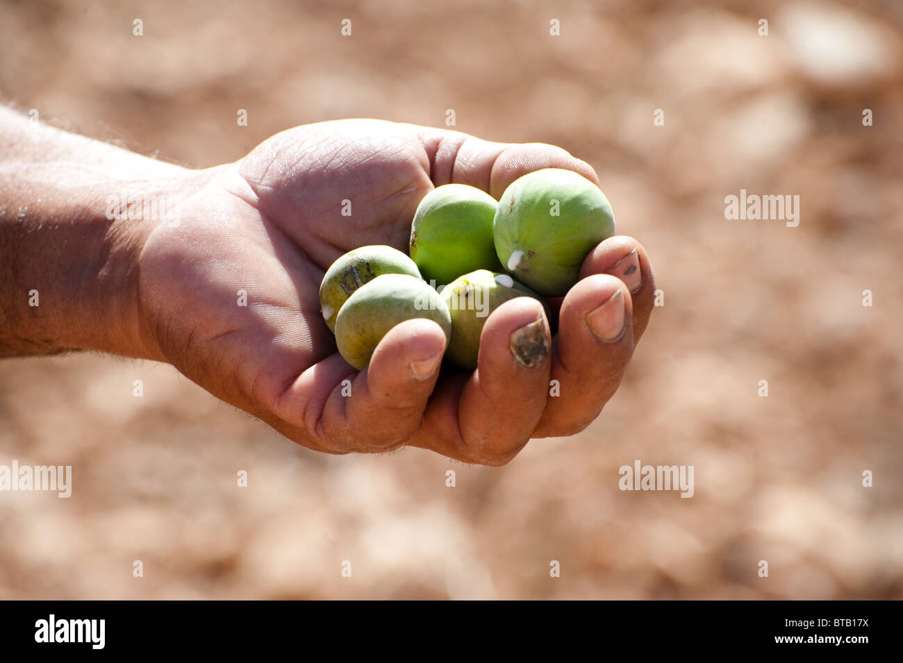 A Palestinian farmer offers a handful of freshly picked figs Stock ...