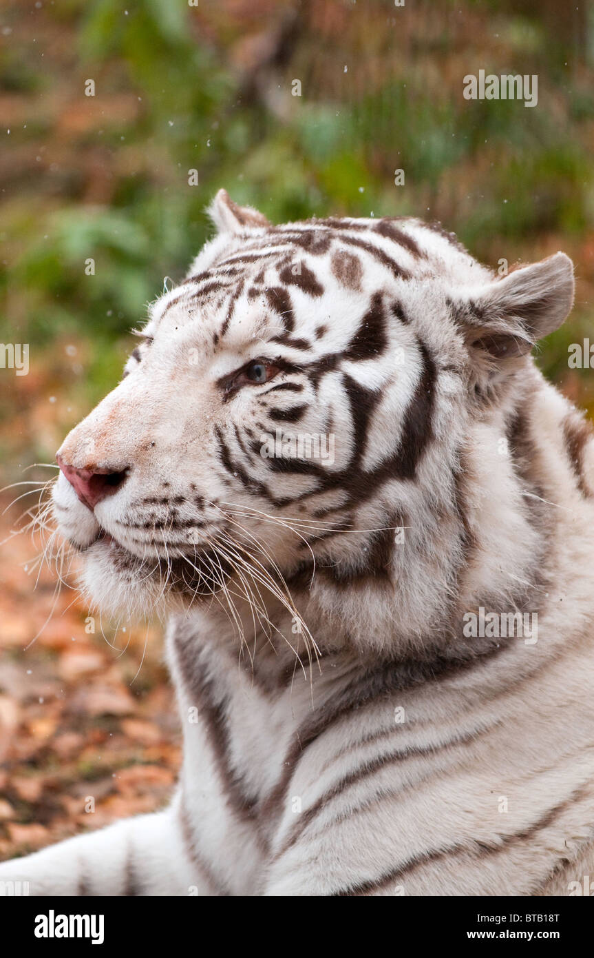 White Bengal Tiger in a Zoo Stock Photo - Alamy
