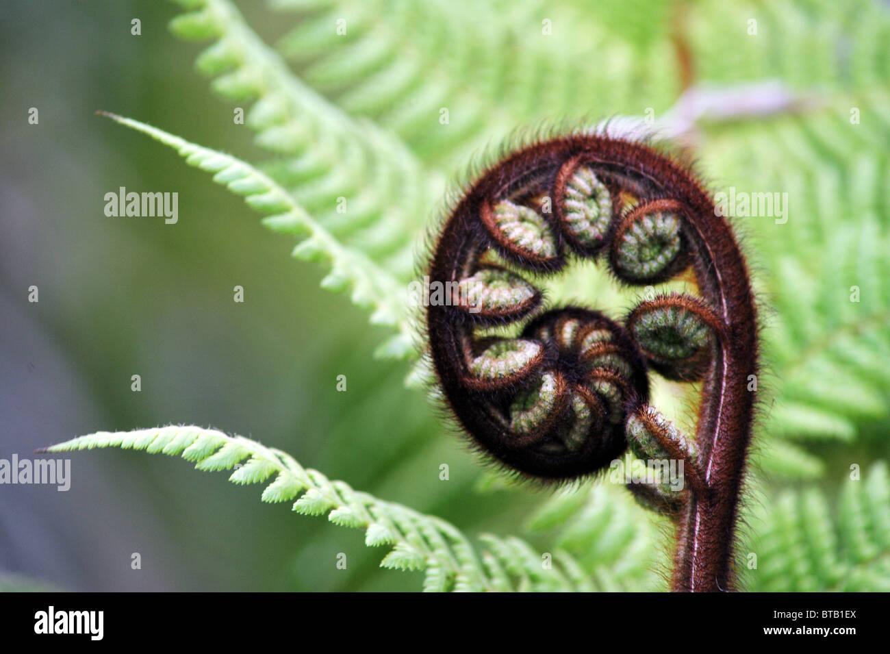 Silver Leaf Height High Resolution Stock Photography and Images - Alamy
