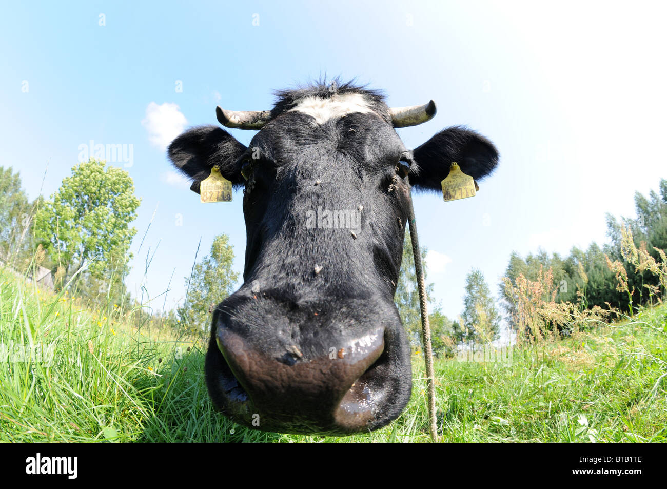 Cow on pastureland, Mazovia region in Poland Stock Photo - Alamy