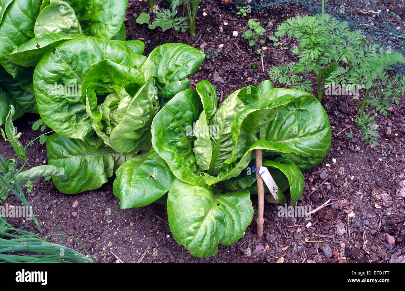 Row of Lettuces Lactuca sativa (Little Gem Cultivar) growing in a ...