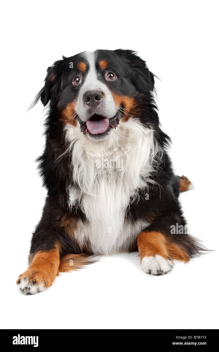 bernese mountaindog isolated white Stock Photo - Alamy