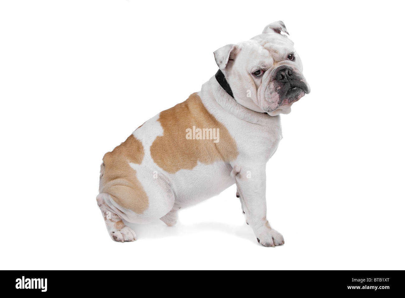 English bulldog in front of a white background Stock Photo - Alamy