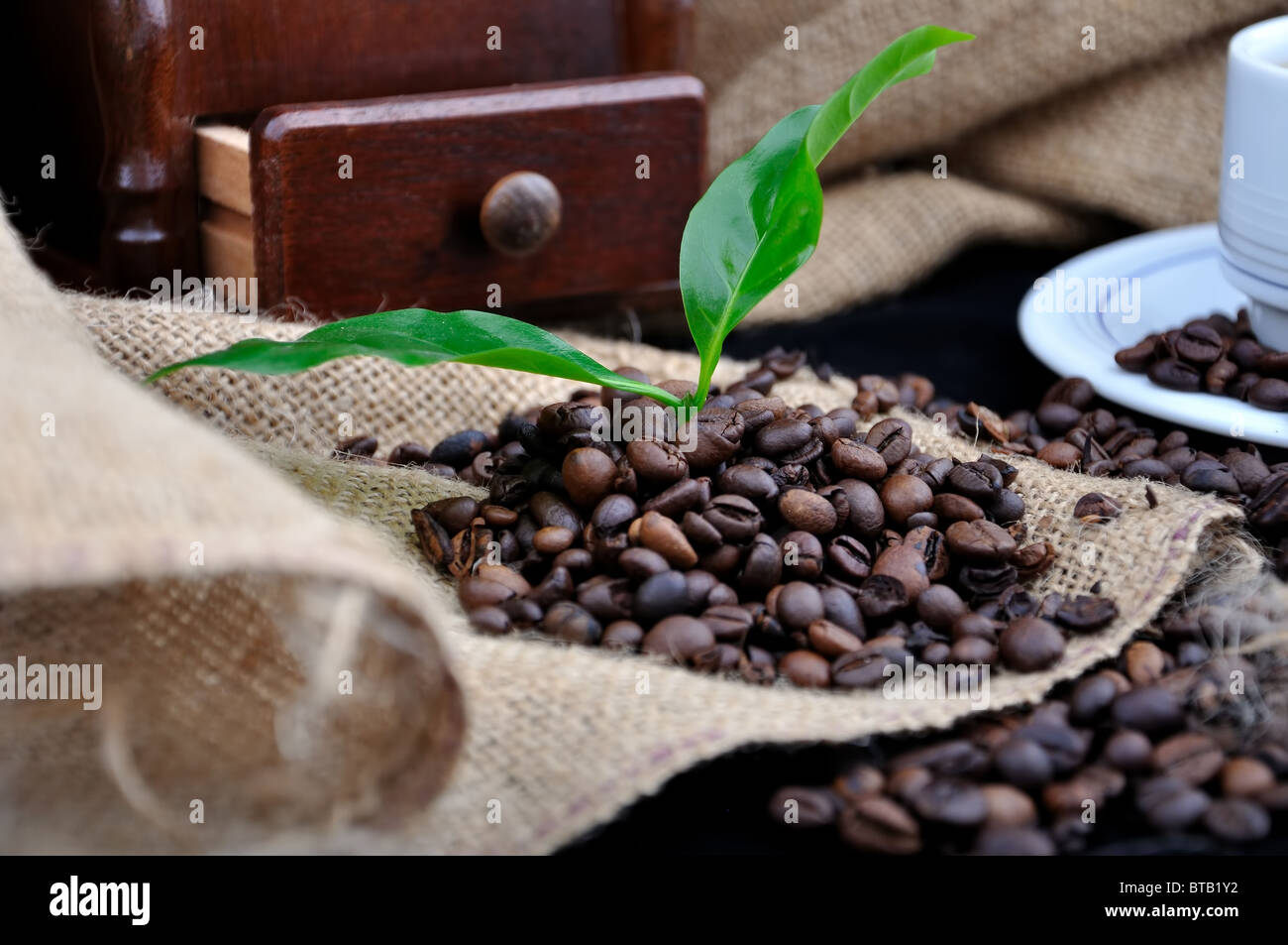 coffee plant in granules Stock Photo - Alamy