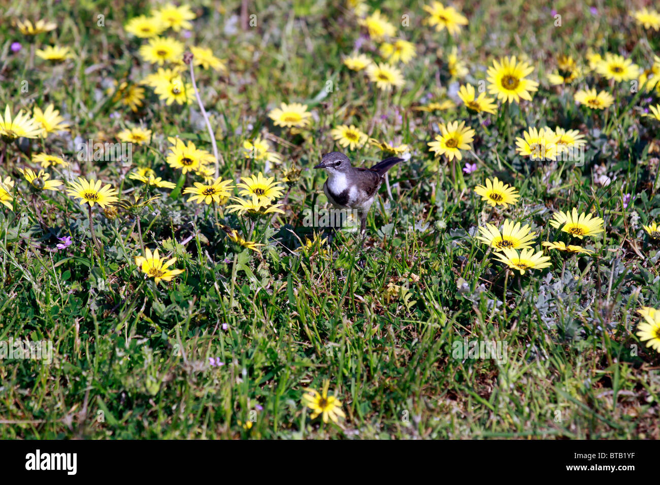 Cape Wagtail (Motacilla capensis) surrounded by yellow daisies Stock ...