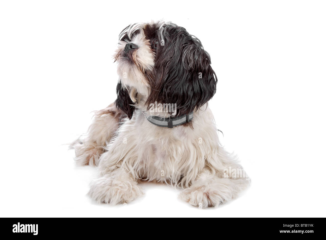 Mixed breed dog pet Cut Out Stock Images & Pictures - Alamy