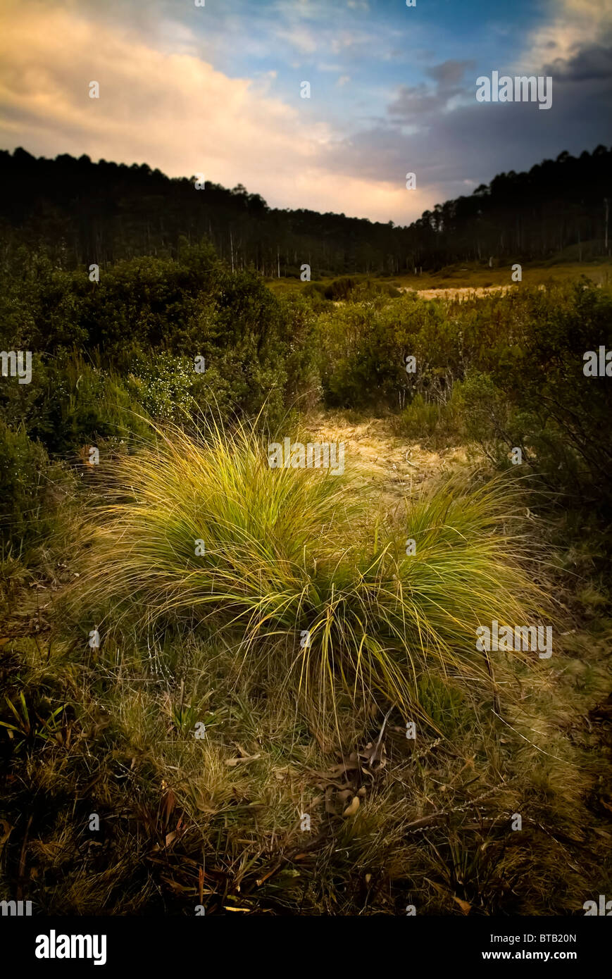 Australian bush setting hi-res stock photography and images - Alamy