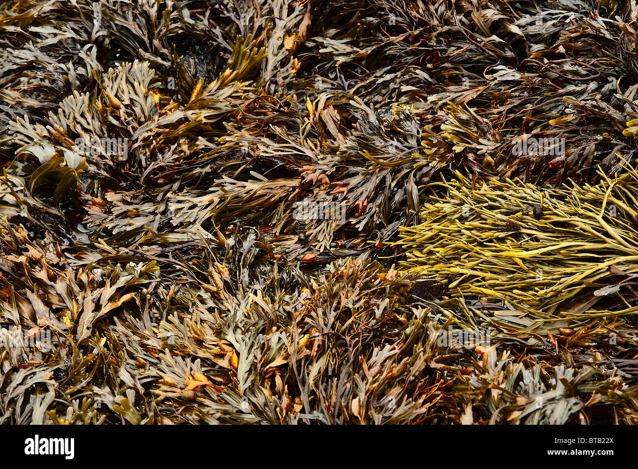 Seaweed at low tide, Maine, USA Stock Photo - Alamy