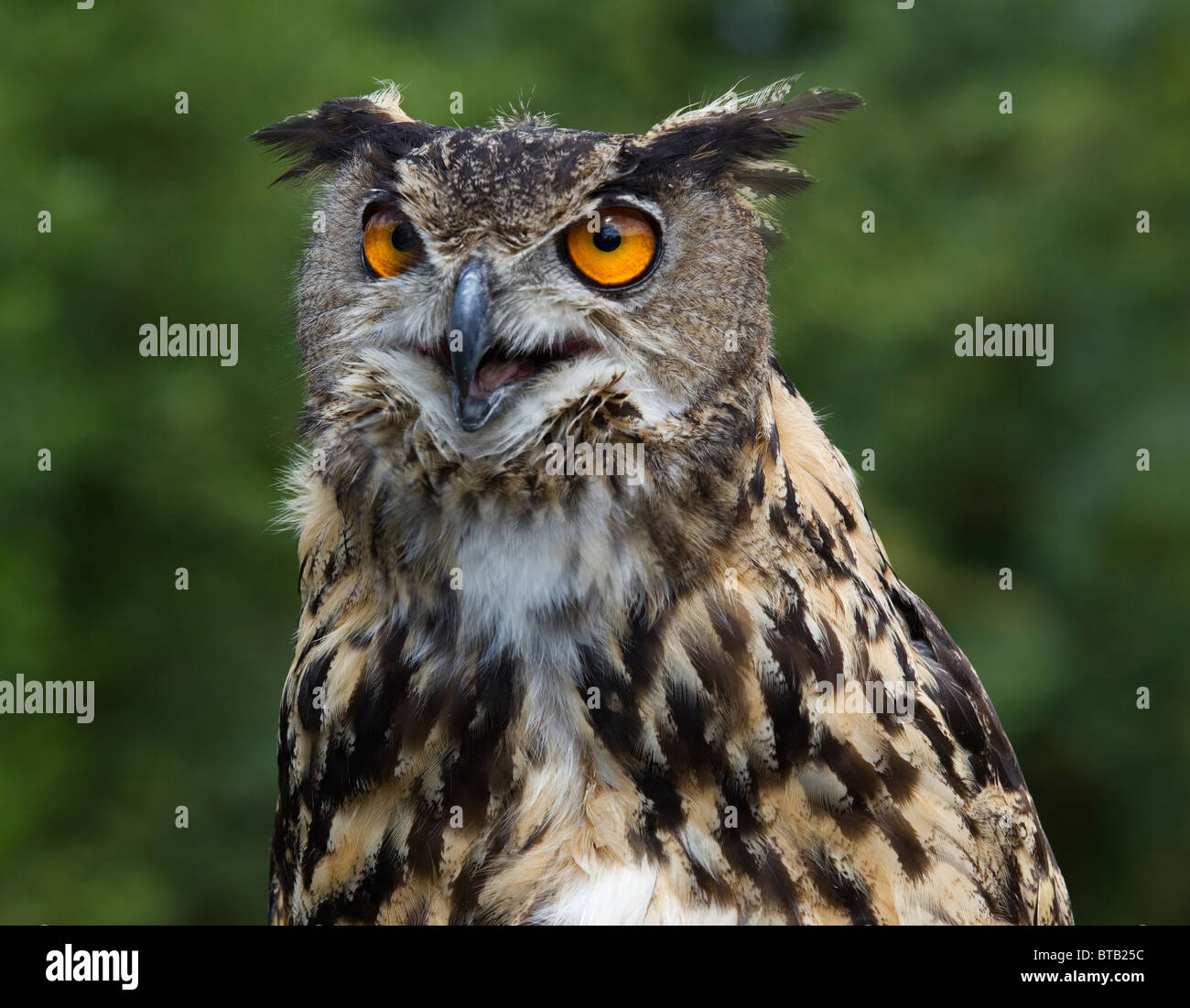 Eouropean, Eagle Owl Stock Photo - Alamy