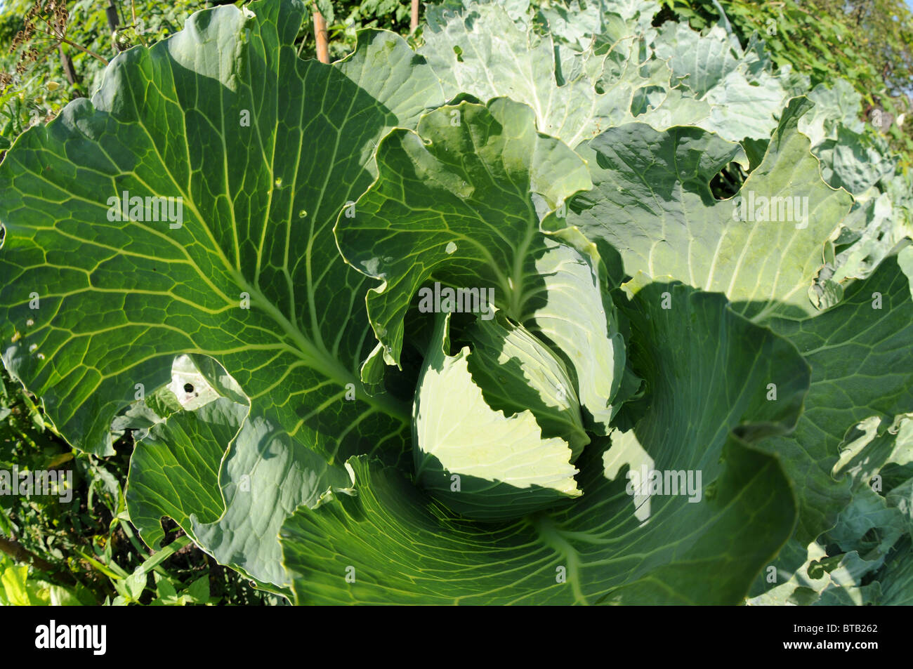 fresh cabbage in the garden Stock Photo - Alamy