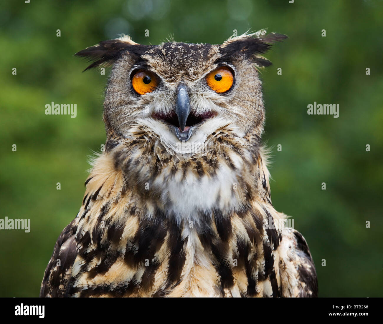 European Eagle Owl Stock Photo - Alamy