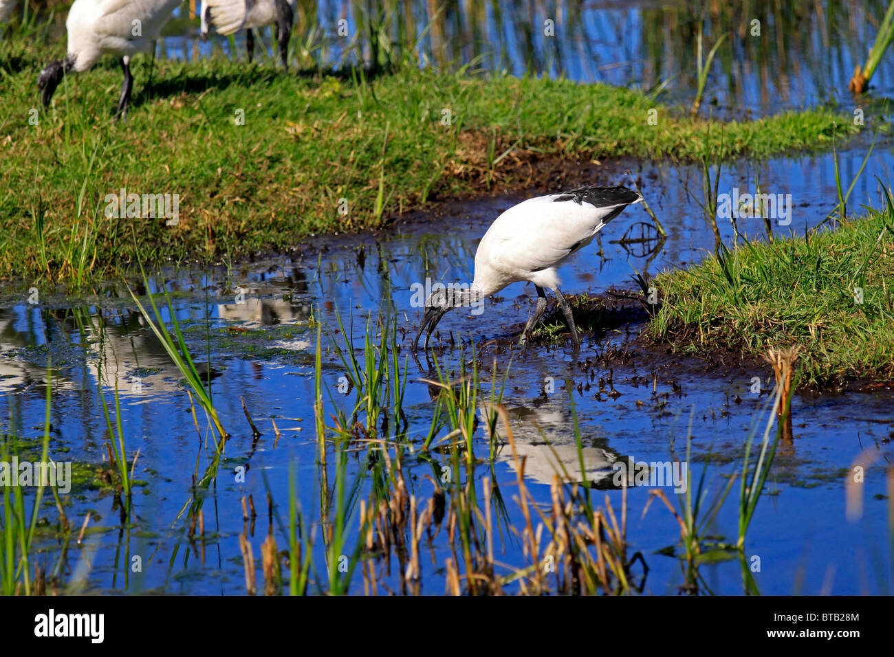 African Sacred Ibis (Threskiornis aethiopicus) drinking water, at ...
