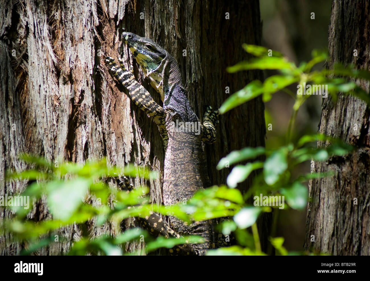 Australian goanna hi-res stock photography and images - Alamy
