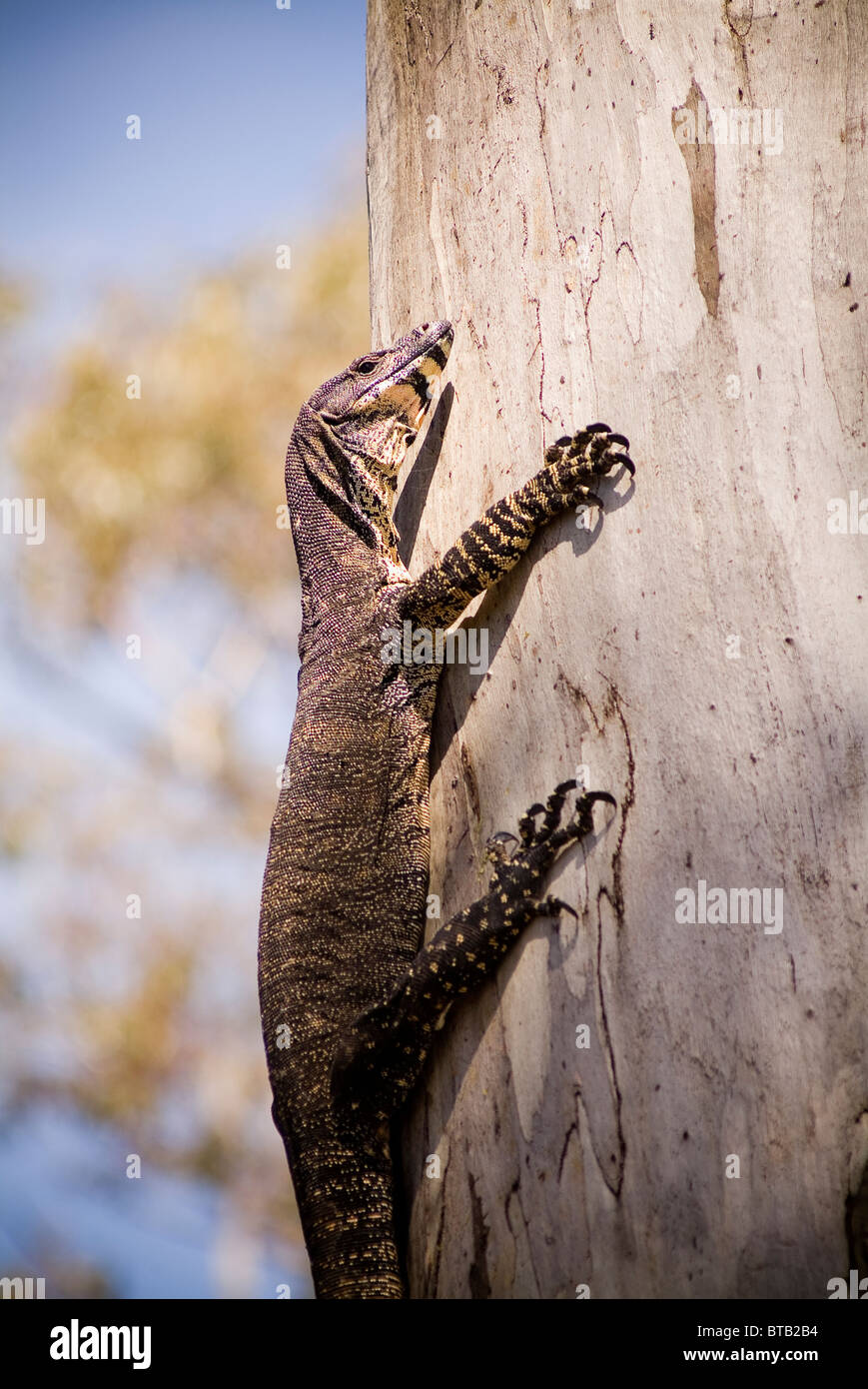 Australian Goanna (monitor lizard) clings to the side of a tree Stock ...