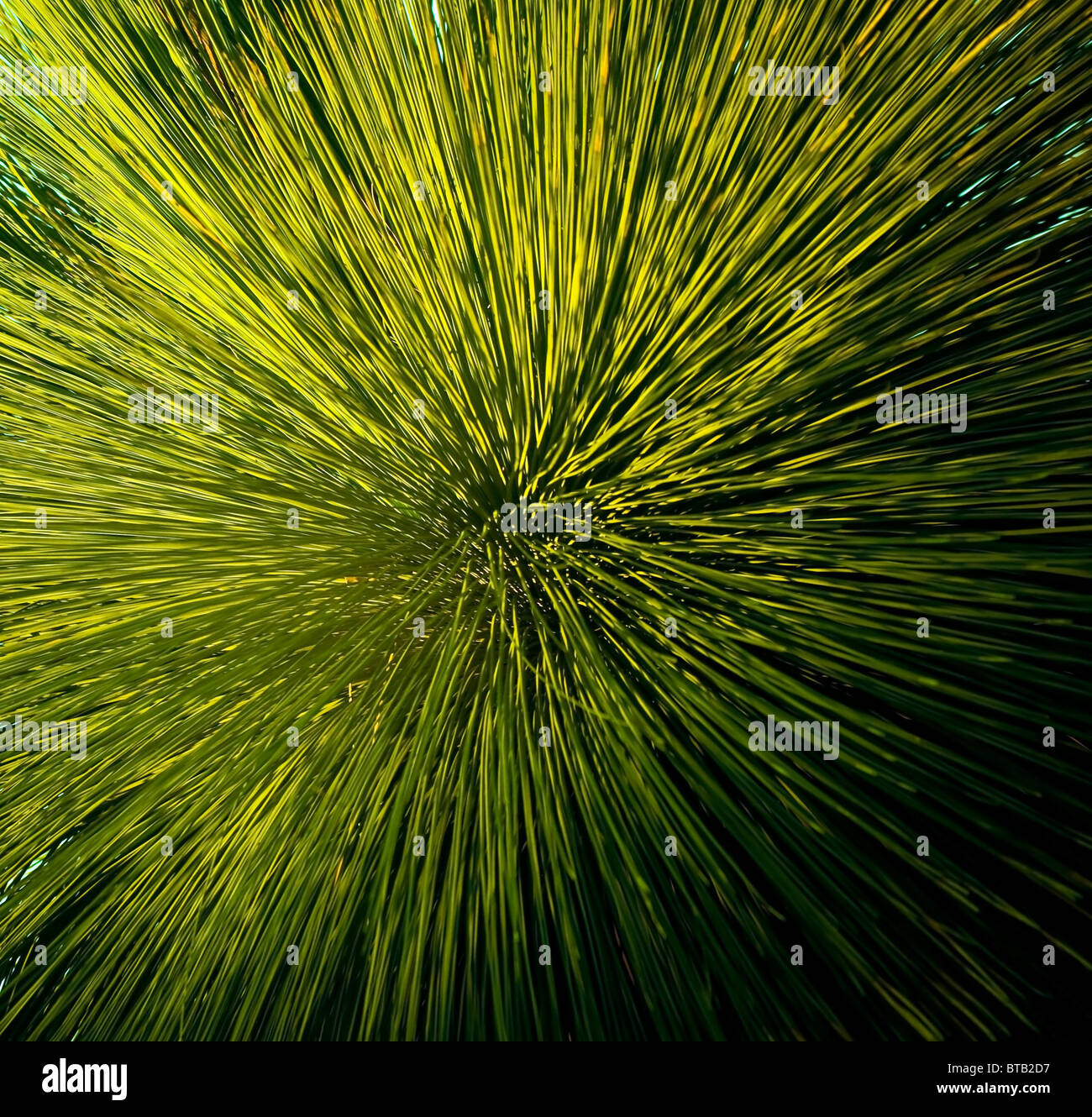 Xanthorrhoea hi-res stock photography and images - Alamy