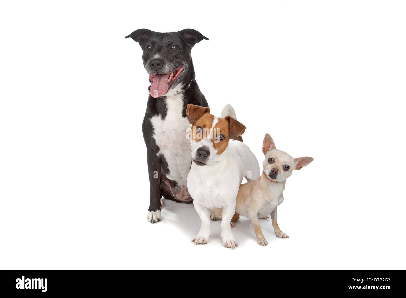 small group of dogs isolated on white Stock Photo - Alamy