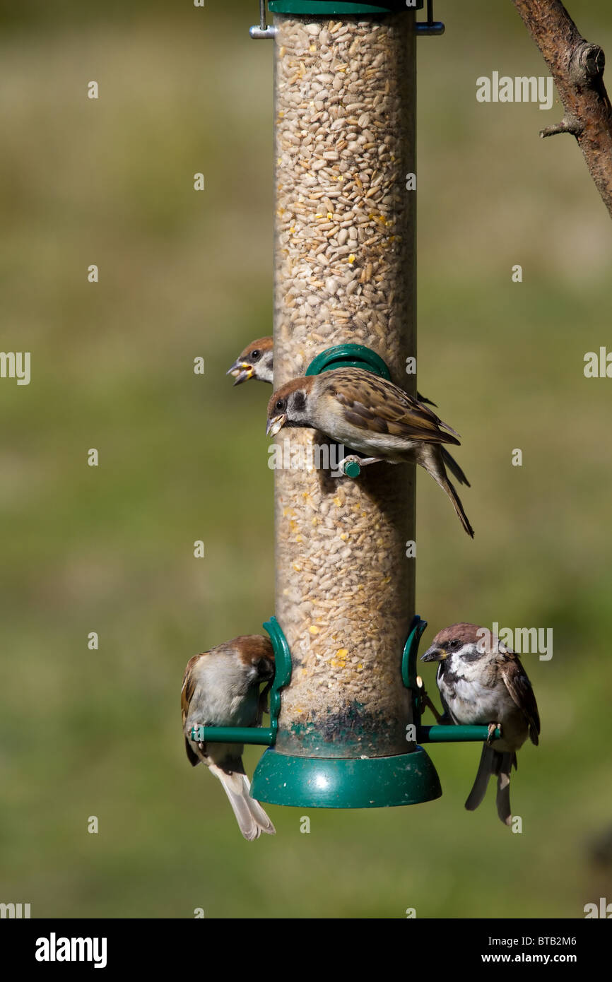 Passer montanus sparrow hi-res stock photography and images - Alamy