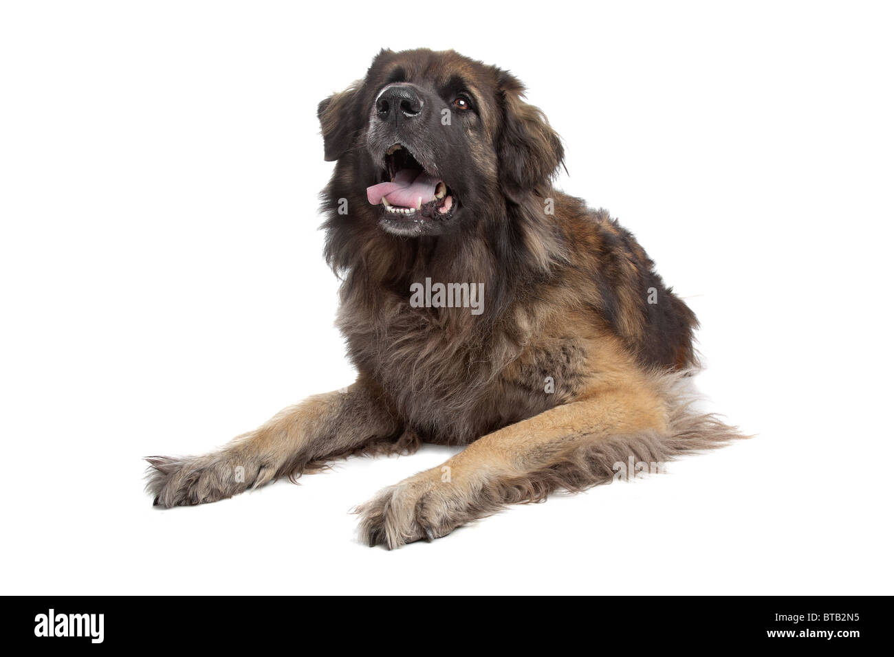 Leonberger hi-res stock photography and images - Alamy