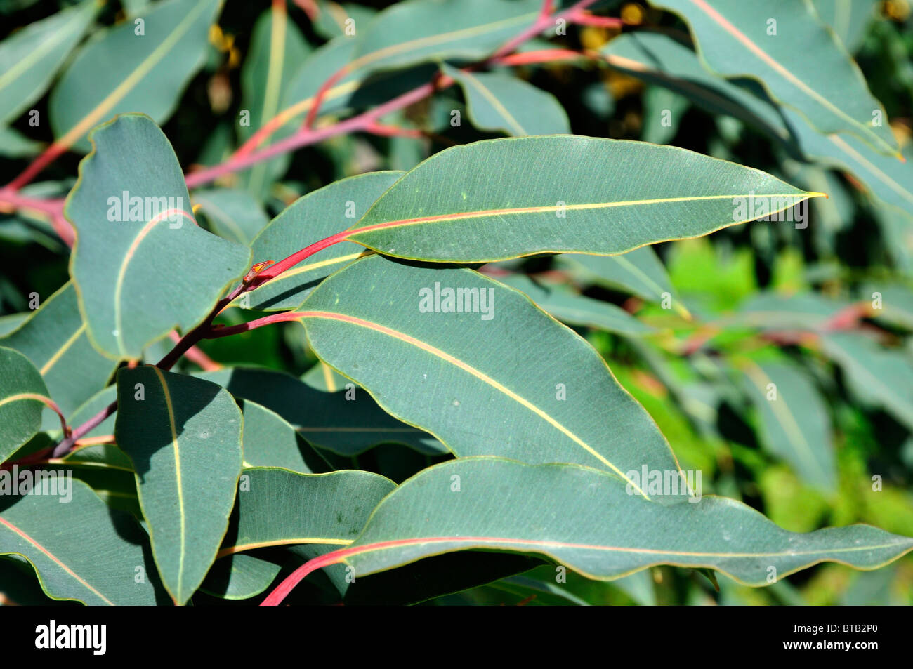 Caeisia hi-res stock photography and images - Alamy