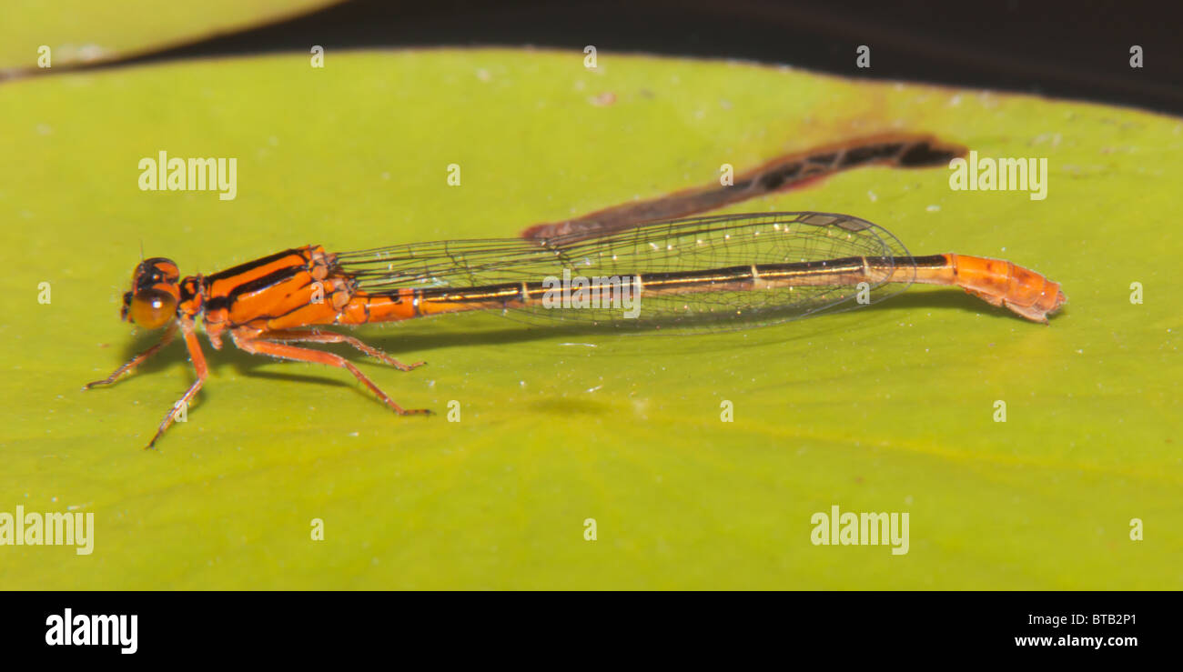 Coenagrionidae Narrow Winged