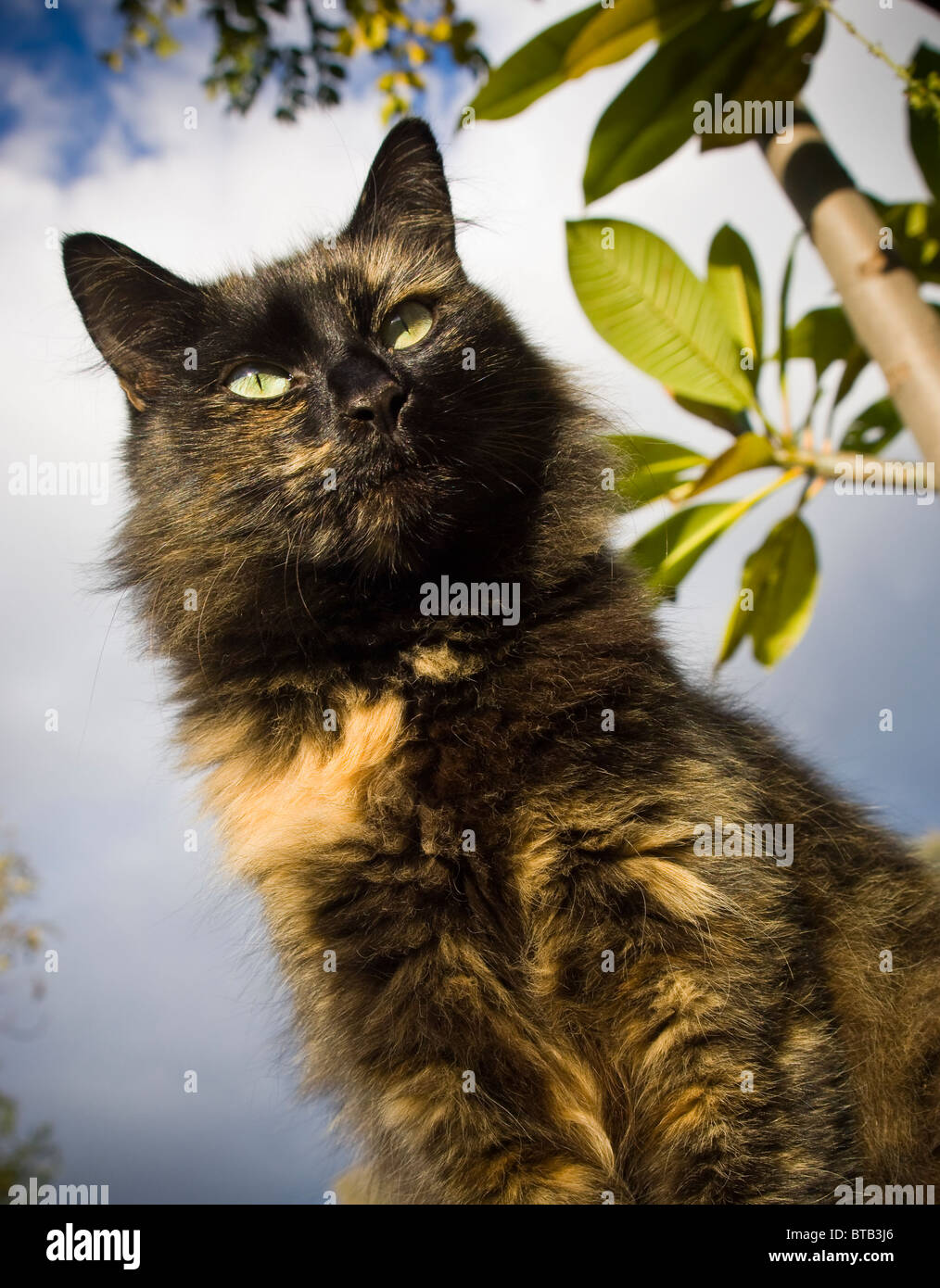 Average house cat with a hunter's stare against a stormy sky Stock ...