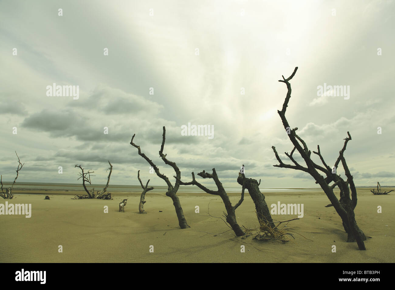tree covered by sand kinshaldy beach Stock Photo - Alamy