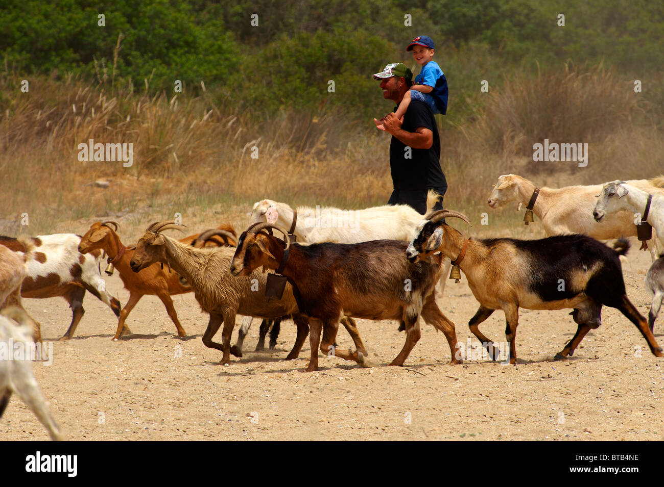 Goat herd hi-res stock photography and images - Alamy
