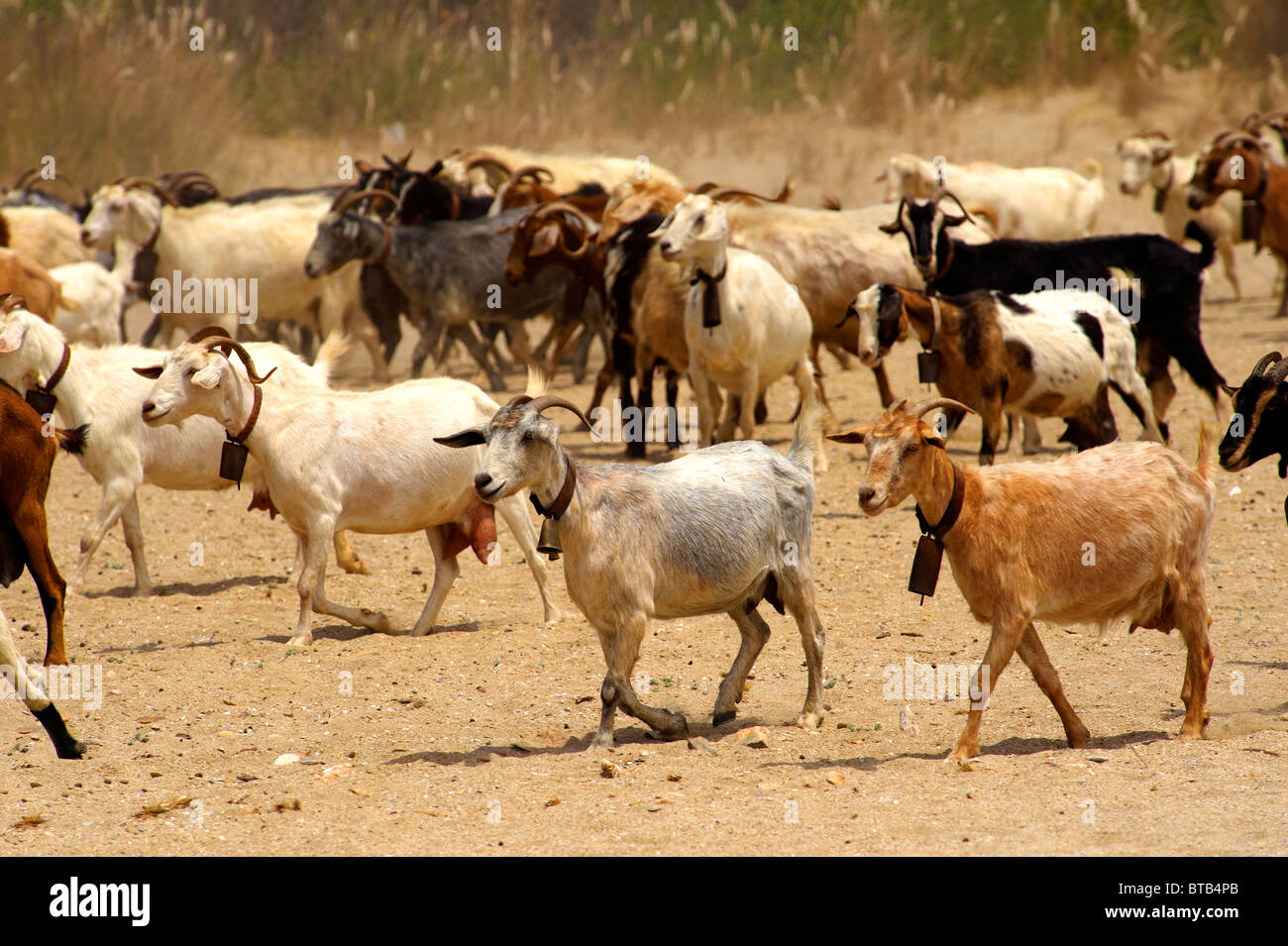 Greece goat hi-res stock photography and images - Alamy