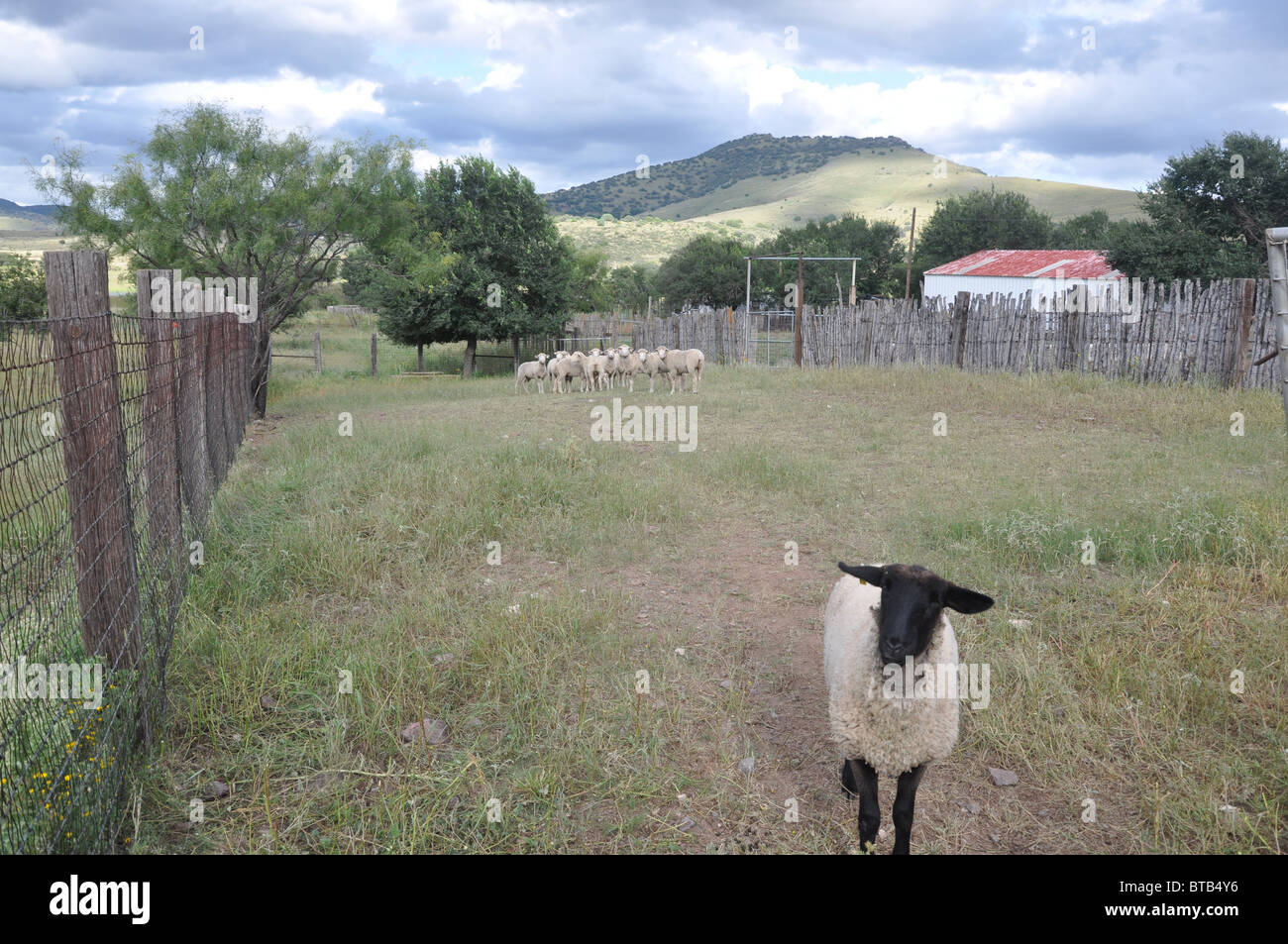 Black faced sheep on West Texas ranch Stock Photo - Alamy