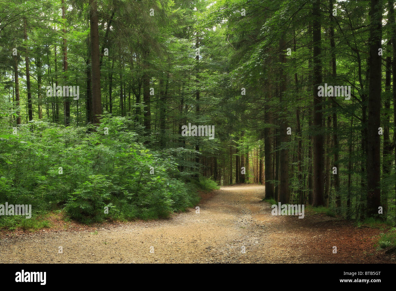 Pathway among trees in the forest in Germany Stock Photo - Alamy
