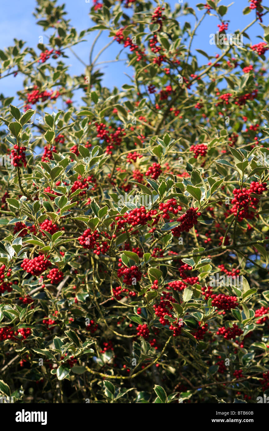 Wild holly tree with berries (ilex aquifolium). England, UK Stock Photo ...
