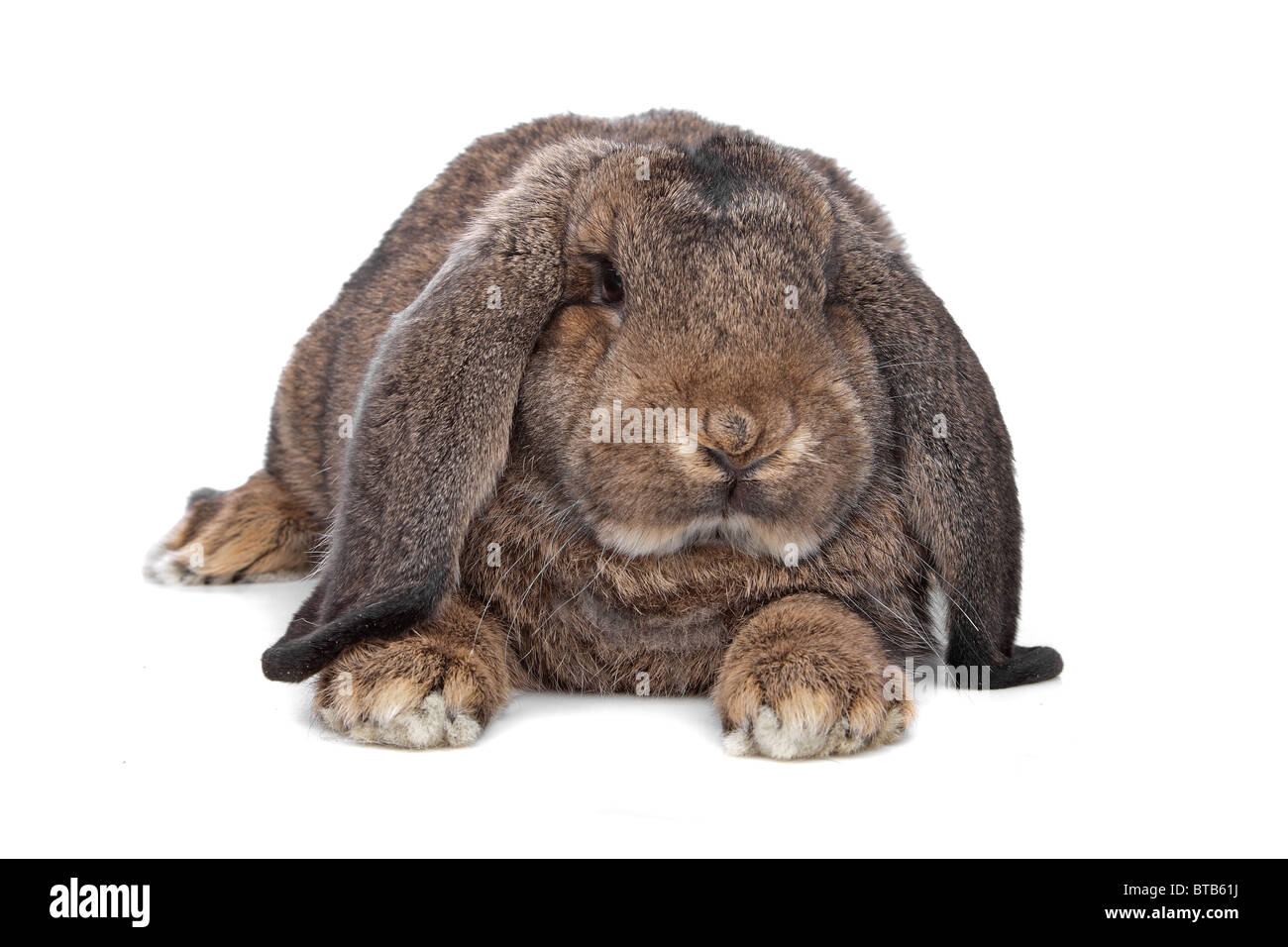 rabbit isolated on white Stock Photo - Alamy