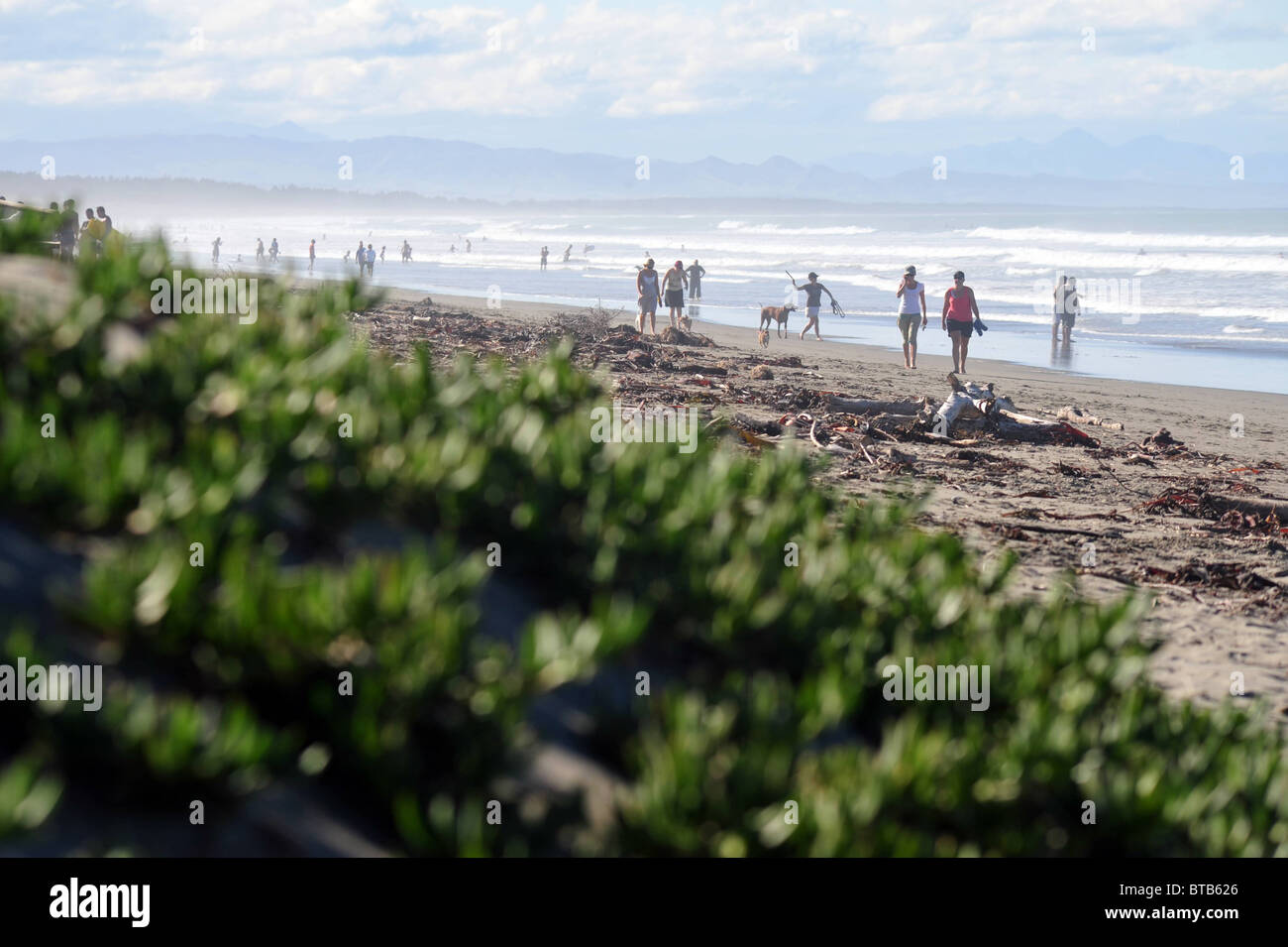 Maori Ice Plant Horokaka Disphyma High Resolution Stock Photography and ...