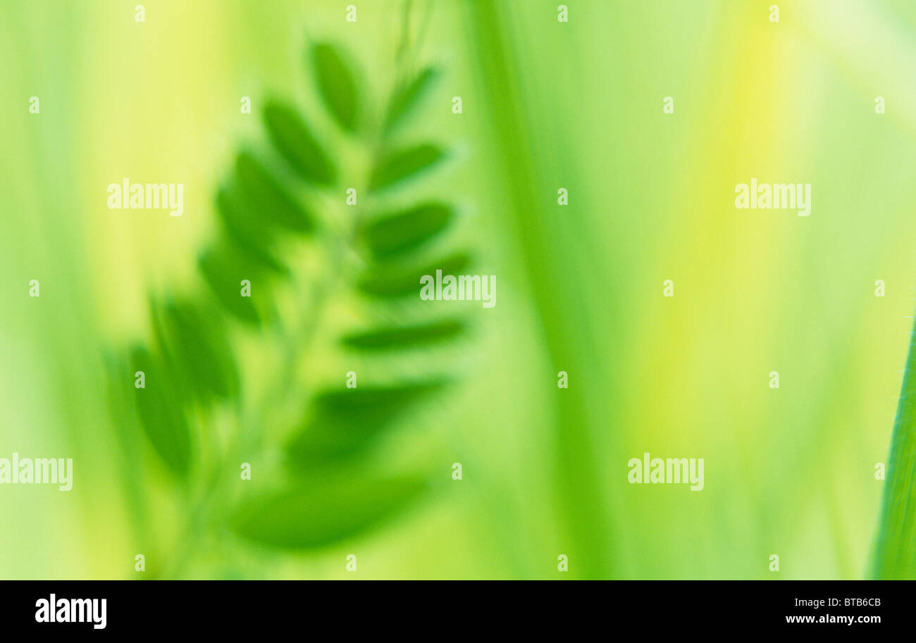 Impressionistic close up of backlit leaf of Bush vetch or Vicia sepium ...