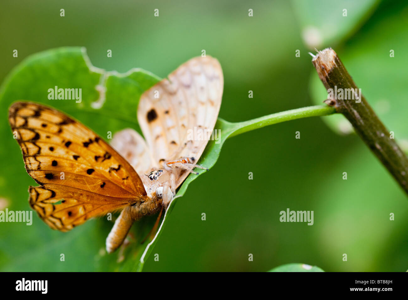 Very large butterfly hi-res stock photography and images - Alamy