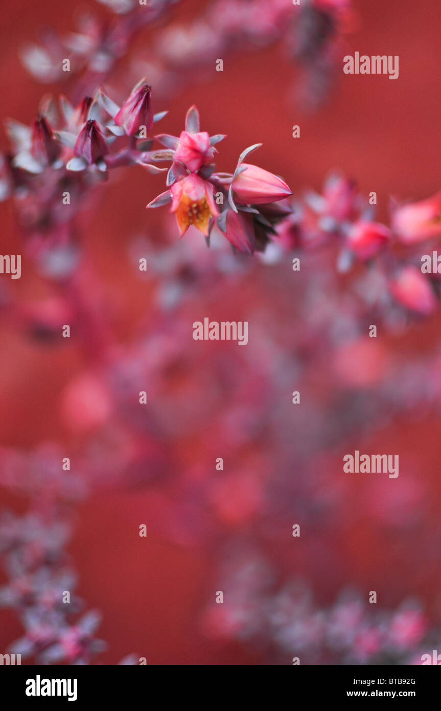 Red Flowers in a monastery in Arequipa, Peru Stock Photo - Alamy