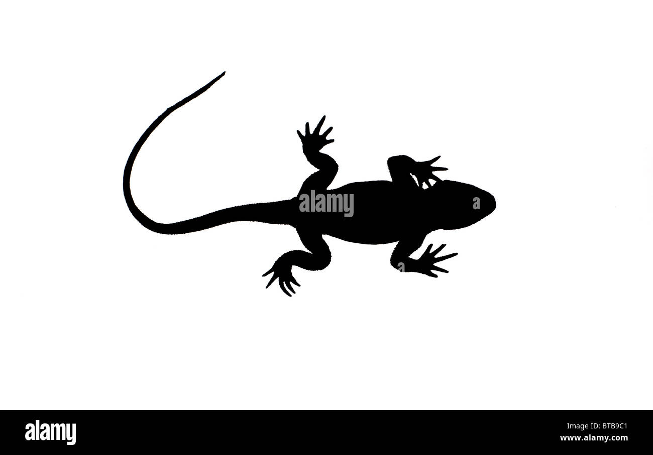 Silhouette of lizard Stock Photo - Alamy