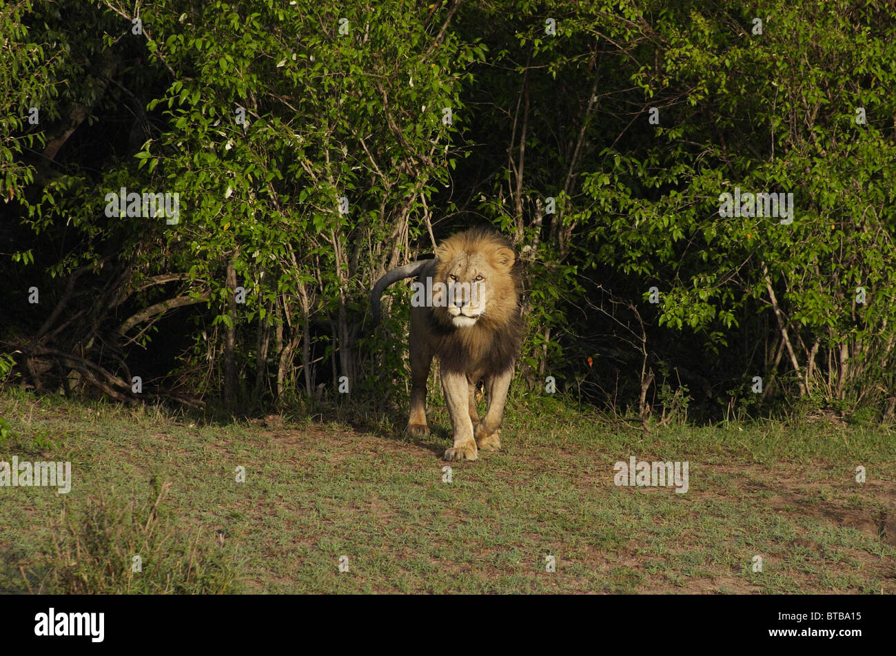 Male Lion scent-marking in Kenya Stock Photo - Alamy