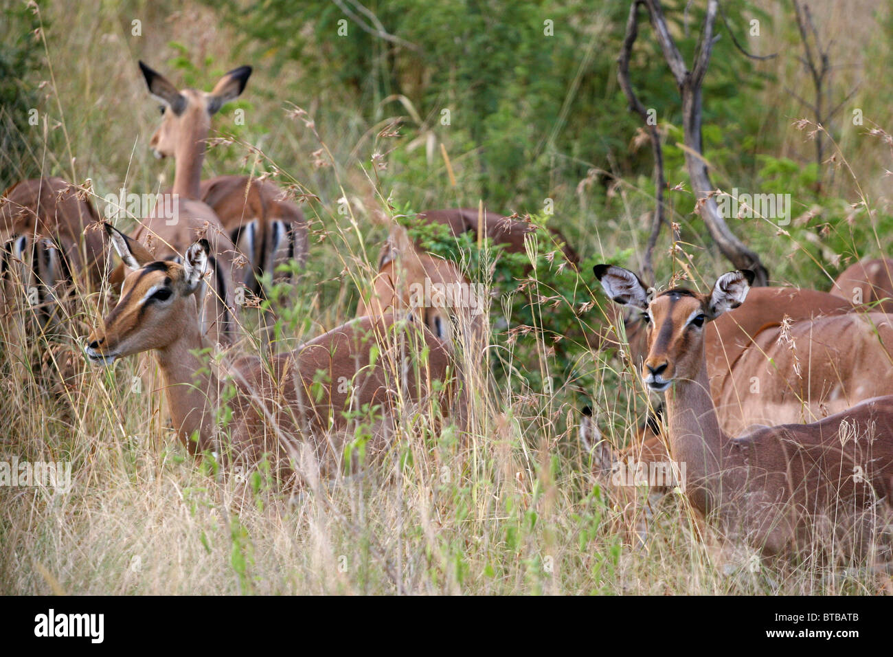 Vegetation profile of a grassland hi-res stock photography and images - Alamy