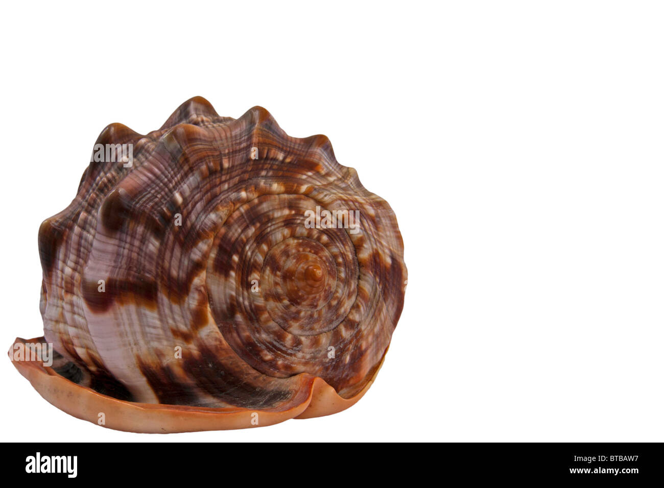 Isolated mussel hi-res stock photography and images - Alamy