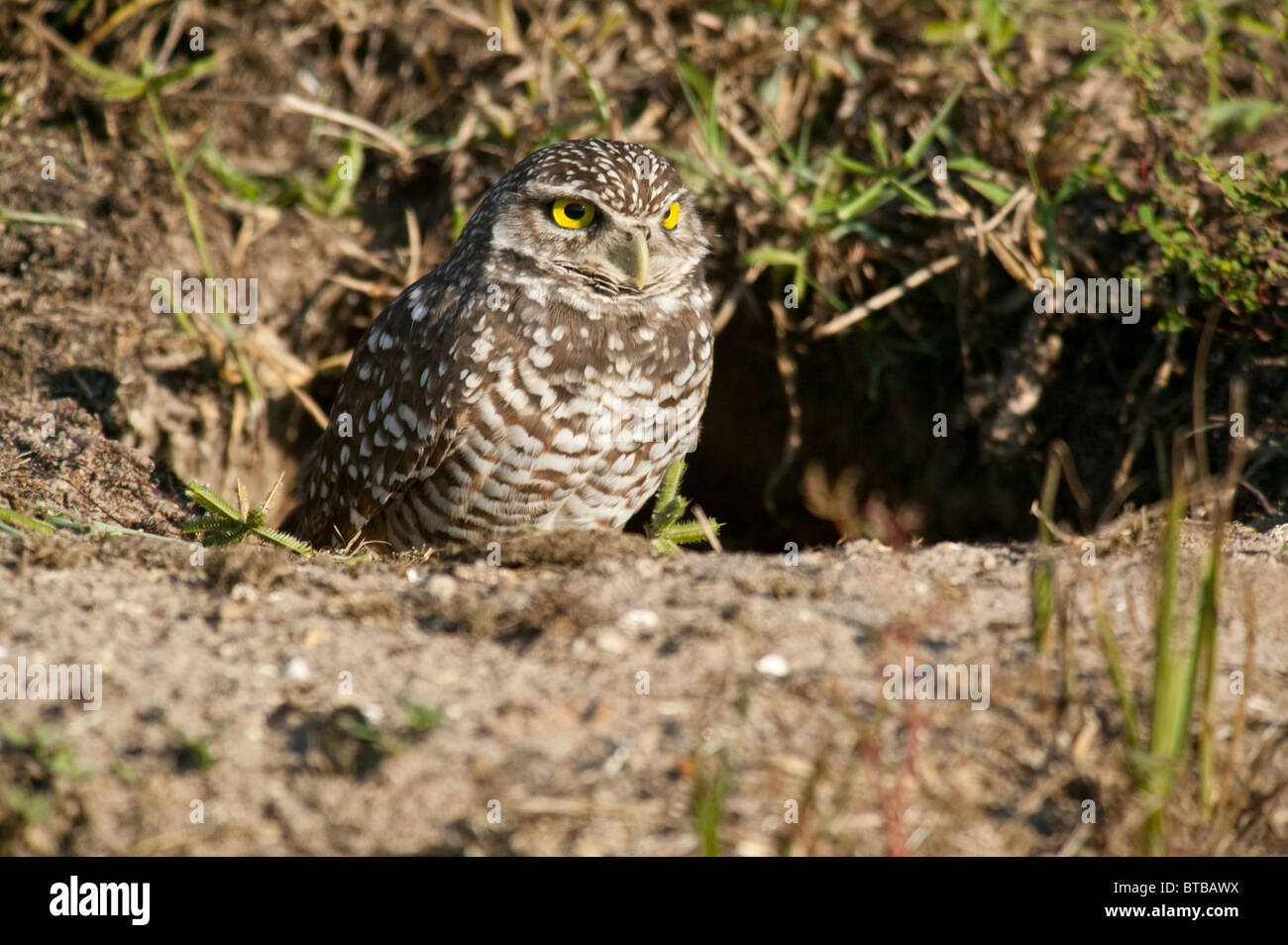 Burrowing owl on the watch at it nesting site, a hole dug in the sand ...