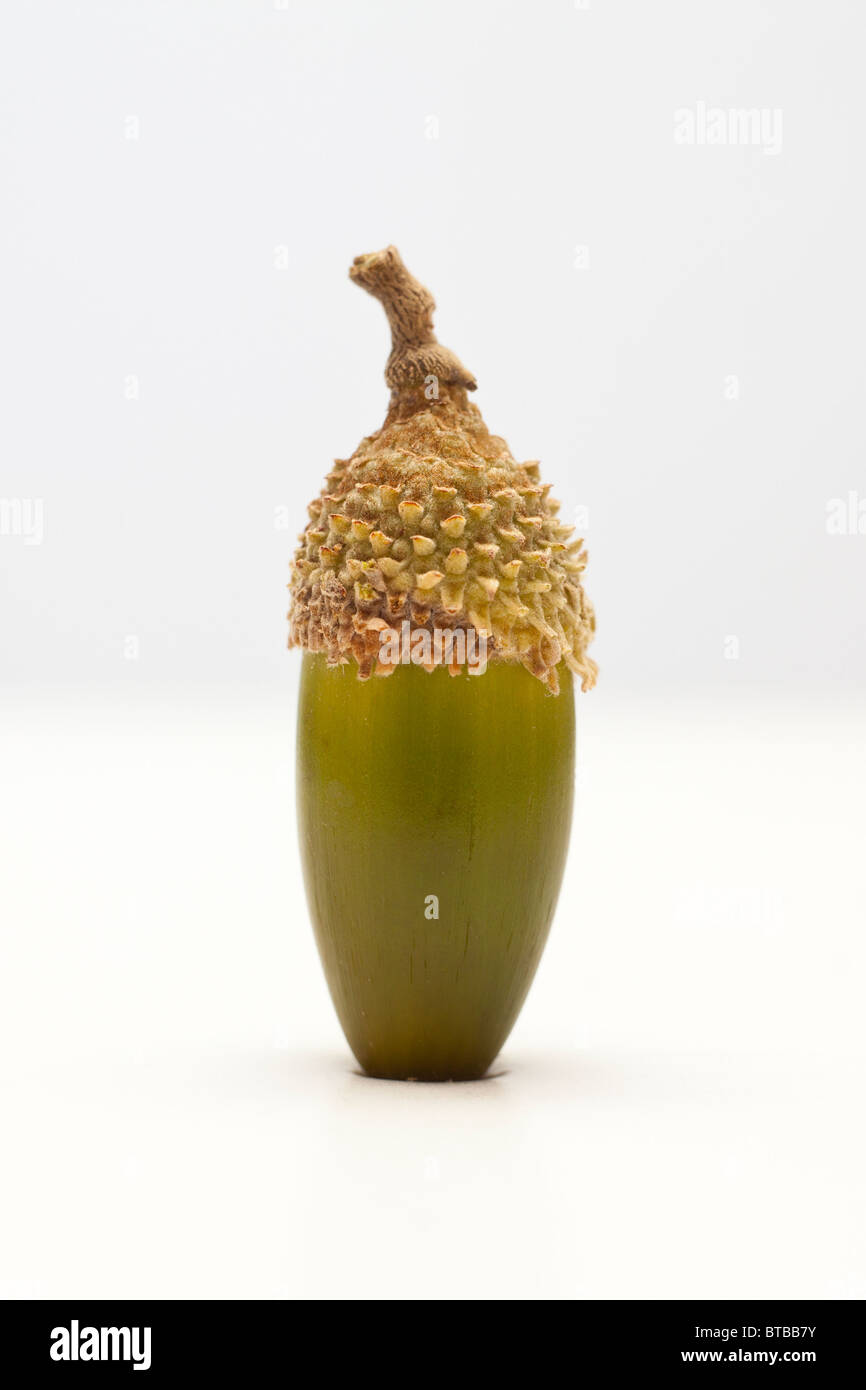 Oak acorn icon hi-res stock photography and images - Alamy