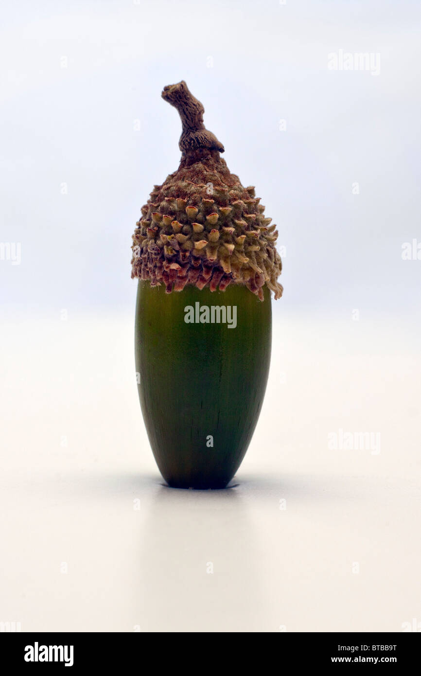 Portrait of an Acorn Stock Photo - Alamy