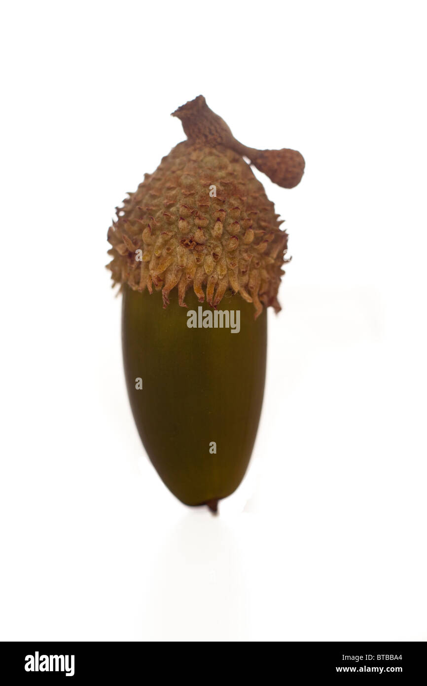 Acorns portrait Cut Out Stock Images & Pictures - Alamy